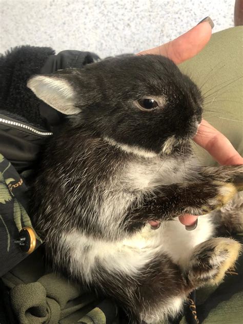 Куплю кролика минор расцветка огневка