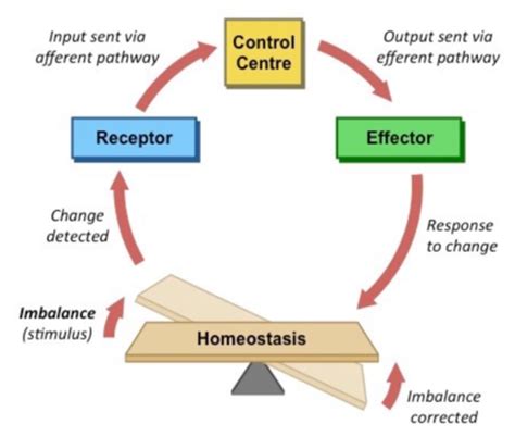 Chapter Flashcards Flashcards Quizlet