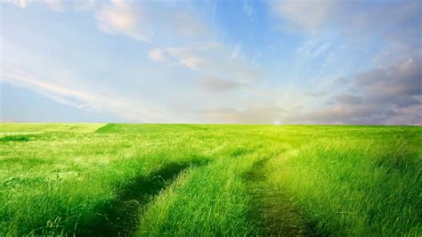 Green Grass Field Nature Landscape Hd Wallpaper Wallpaper Flare