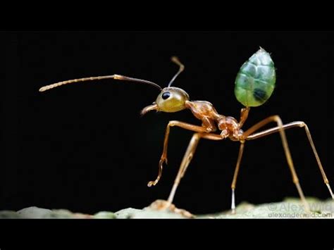 What We Learn From Insects Kinky Sex Lives ThinkWorth