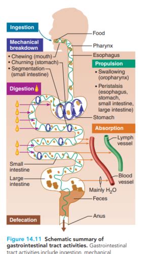 Functions Of The Digestive System Flashcards Quizlet