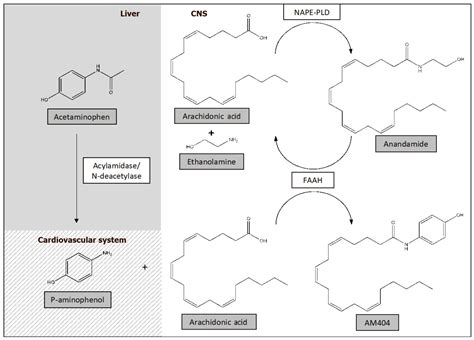 Acetaminophen Metabolite At Angelica Mullins Blog