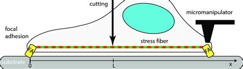 Color Online Contractile Filament Bundles Are Very Prominent In Cell Download Scientific