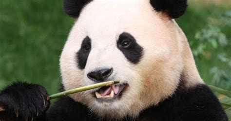 ‘학대 논란 푸바오 12일 대중 첫 공개…中반환 2개월만