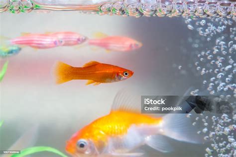 물고기 탱크 또는 수족관 황금 물고기 송사리와 빨간 물고기 작은 물고기 멋진 잉어 녹색 식물 수 중 생활 감금 상태에 대한 스톡 사진 및 기타 이미지 Istock