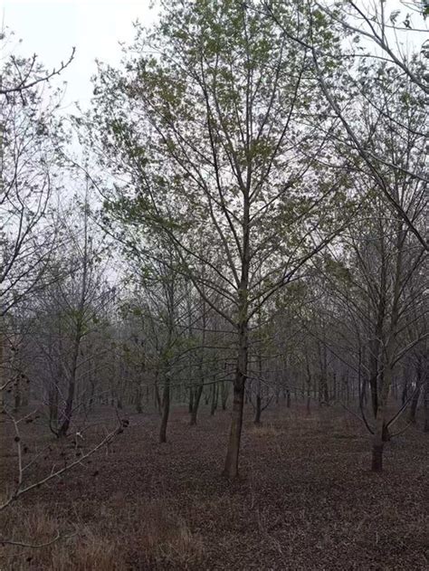 秋枫树的寓意和象征秋枫花语寓意枫树在风水学的寓意大山谷图库