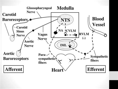 Disorders Of Autonomic Nervous System Pptx