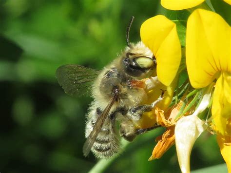 Colorado Wasps And Bees Green Nature