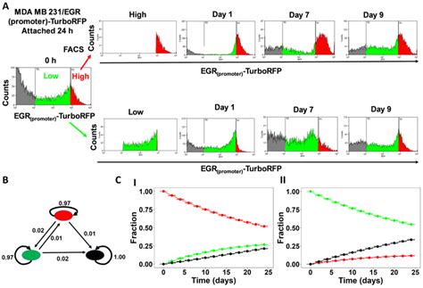 Stochastic State Transitions A Experimental Validation Of Ampk Akt Download Scientific