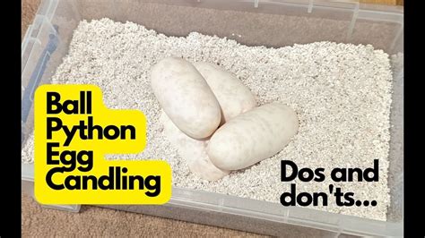 Ball Python Egg Candling The Dos And Donts Youtube
