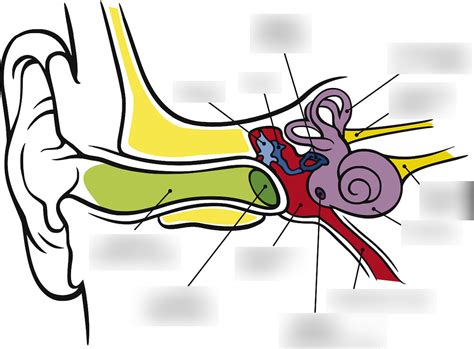 Senses Hearing Diagram Quizlet