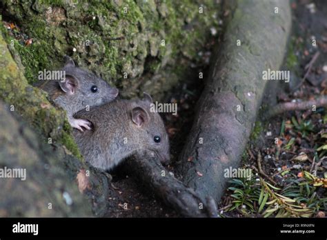 Tree Rats Hi Res Stock Photography And Images Alamy