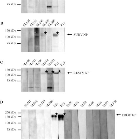 Neutralizing Activity Determined By Serum Neutralization Test A Download Table