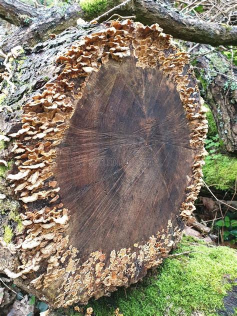 A Circle Of Fungi Around A Tree Trunk Stock Photo Image Of Autumn