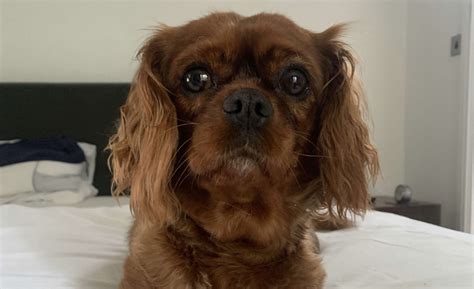 Lulu Adopted Bliss Cavalier Rescue