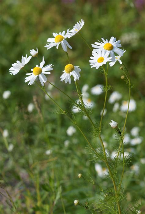 Chamomile Wikipedia