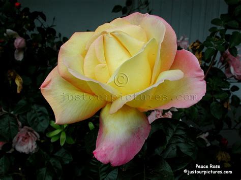 Just Our Pictures Of Roses ~ Favorite Rose Pictures For Special Occasions