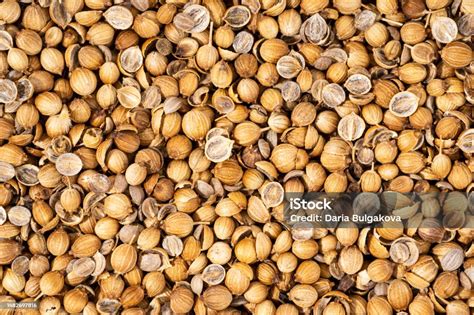 유기 말린 고수풀 씨앗 Coriandrum Sativum 근접 촬영 배경 질감 맛있는 진미를 준비하기위한 첨가제 성분 평면도 매운 음식 컨셉 갈색에 대한 스톡 사진 및 기타