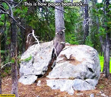 This Is How Paper Beats Rock Tree Growing In The Middle Of The Rock StareCat Com