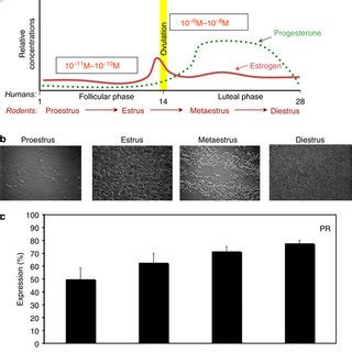 Progesterone Levels Vary Throughout The Female Cycle A Model Shows Download Scientific