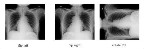 figure sample images after the data augmentation step download