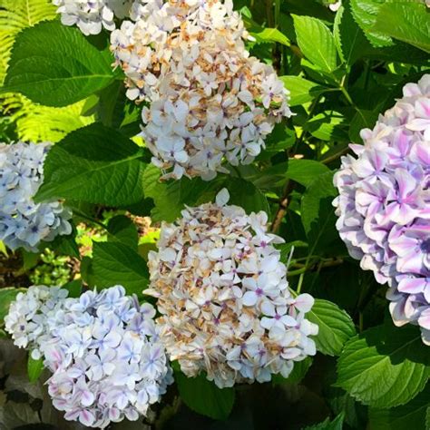 5 Hydrangea Mistakes That Produce No Flowers National Garden Bureau