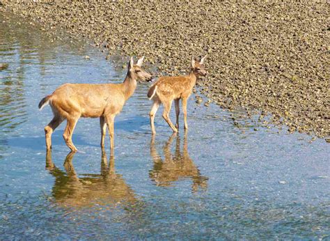 Mule Deer Habitat Map