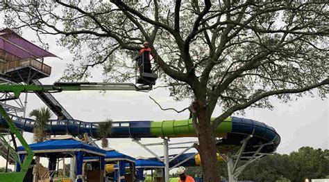 6 Common Pruning Mistakes You Should Avoid For Your Trees