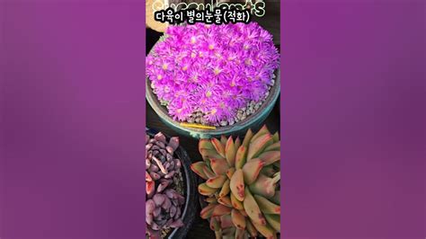 예쁜 다육이꽃별의눈물적화조용히 만개하다 Youtube