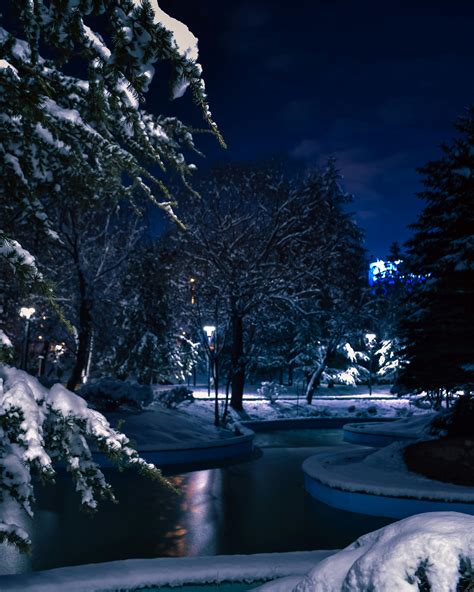 감기 겨울 겨울 공원 겨울 동화나라 겨울철의 경치 경치가 좋은 고요한 공원 그림 같은 나무 냉랭한 눈 눈 내리는 눈 더미 눈 덮인 눈이 내리는