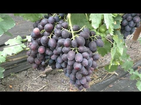 Виноград 2023. Брависсимо - отличный кишмиш 1 класса! - YouTube