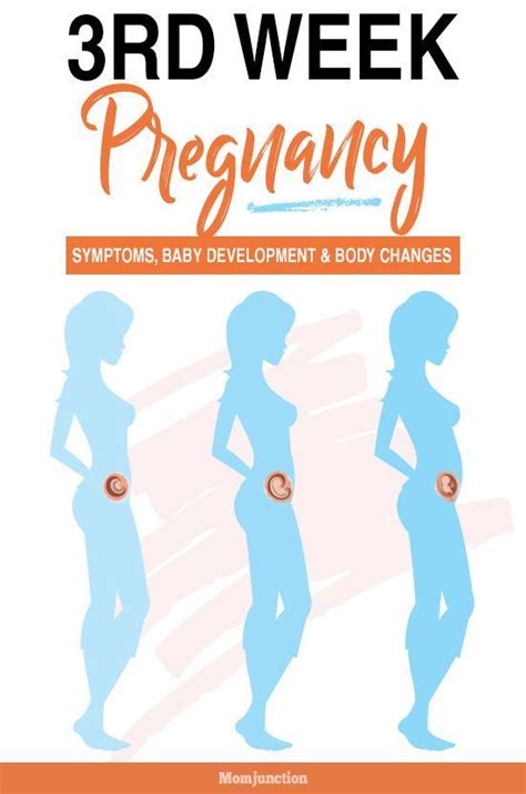 Pregnancy Week By Week Development Symptoms Care Artofit
