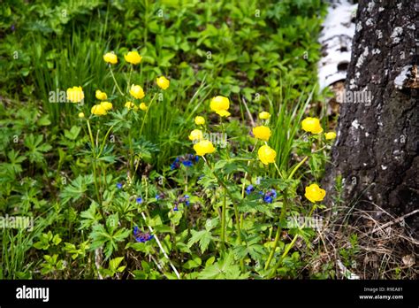 Yellow Forest Flowers In Spring Stock Photo Alamy
