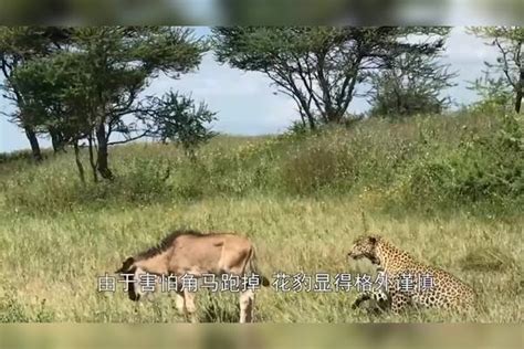小角马被花豹咬伤，角马母亲拼命相救，角马最终难逃豹口角马母亲
