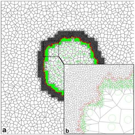 Integration Of Type A And Type B Cellular Automaton In A Hybrid Model