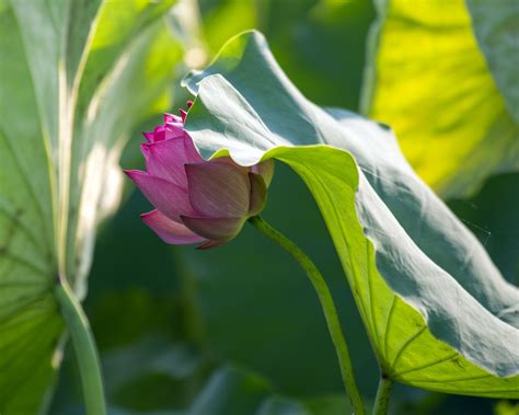 로터스 꽃 핑크 Pixabay의 무료 사진 Pixabay