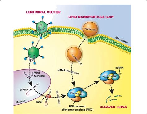 The Two Main Delivery Systems For Rnai Lipid Based Nanoparticles And Download Scientific