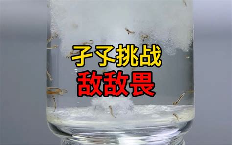 把敌敌畏喂给蚊子幼虫孑孓喝会发生什么事 徐公实验室A 徐公实验室A 哔哩哔哩视频