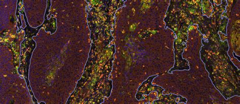 Image Analysis Glint Lab Website