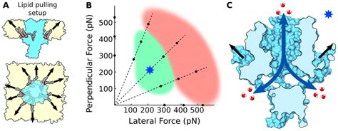 Opening Mscl By Pulling On Tightly Bound Lipids We Apply Balanced