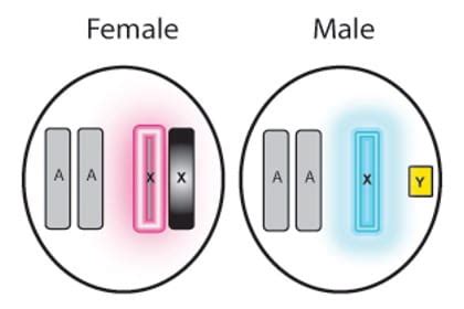 Disteche Lab At The University Of Washington Department Of Laboratory Medicine Pathology