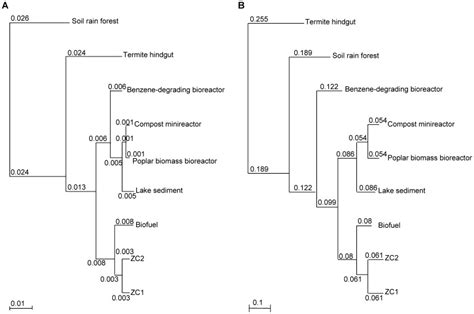A Clustering Based On Cog Functional Categories B Clustering Based