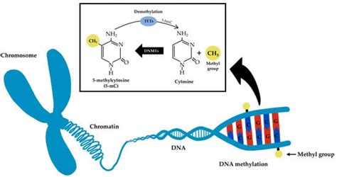 Methyl Group Dna
