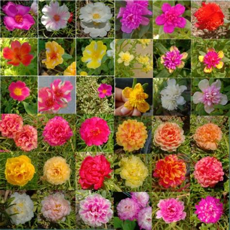 Jual Krokot Jambul Krokot Tumpuk 10 Stek Batang Shopee Indonesia