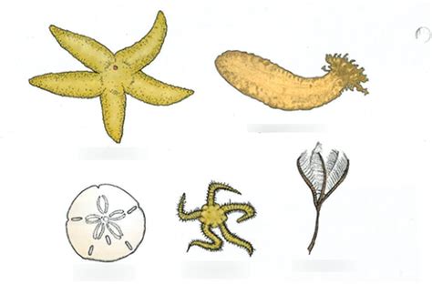 Fig 51 Classes Of Echinodermata Diagram Quizlet