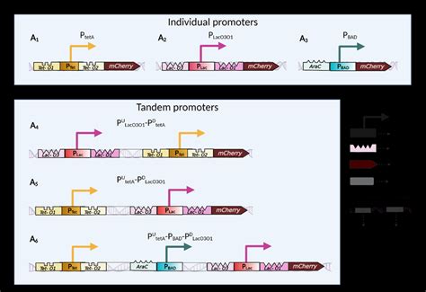 Schematic Representation Of The Synthetic Promoters In Tandem Formation Download Scientific