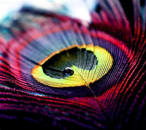 Peacock Feather Wallpapers Top Free Peacock Feather Backgrounds Wallpaperaccess