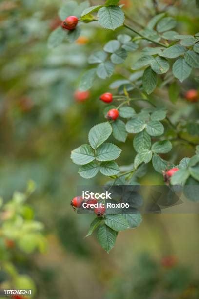 밝은 빨간 잘 익은 베리와 아로마 야생 Briar 식물의 아름다운 분기 흐림 녹색 배경 클로즈업에 야외 허브 나무 0명에 대한 스톡 사진 및 기타 이미지 Istock