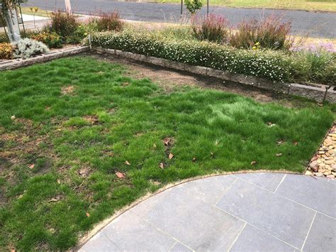 Chewings Fescue Seed The Grass Your Yard Deserves