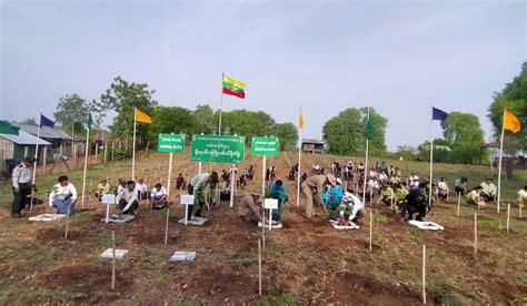 မင်းလှမြို့နယ်၌ မိုးရာသီအကြို စုပေါင်းသစ်ပင်စိုက်ပျိုးပွဲကျင်းပ